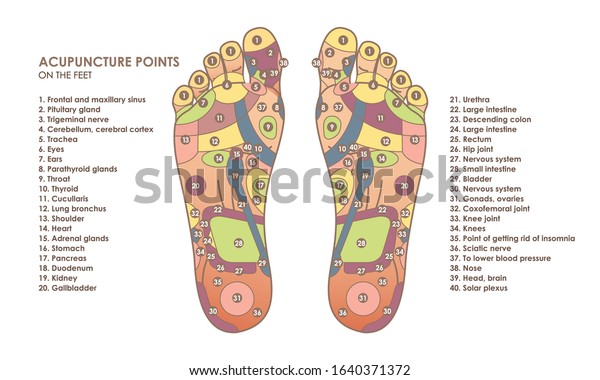 Acupuncture Points On Feet Reflex Zones Stock Vector (Royalty Free ...