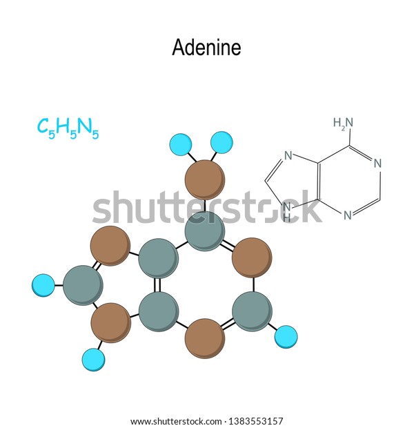Adenine Chemical Structural Formula Model Molecule Stock Vector ...