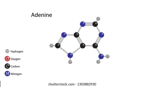Adenine Molecular Structure Vector Design: vector de stock (libre de ...