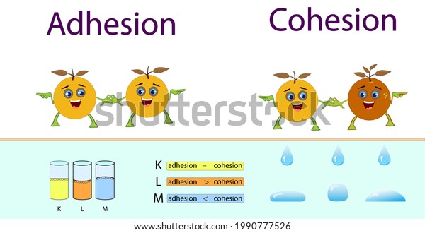 Adhesion Cohesion Physics Lesson Stock Vector (Royalty Free) 1990777526 ...