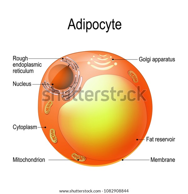 Adipocyte Structure Lipocyte Fat Cell Responsible Stock Vector (Royalty ...