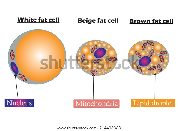 Adipocyte Types Lipocytes White Brown Beige Stock Vector (Royalty Free ...