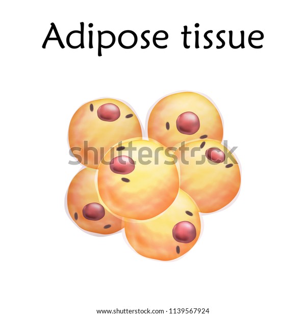 Adipose Tissue Anatomy Vector Realistic Illustration: เวกเตอร์สต็อก ...