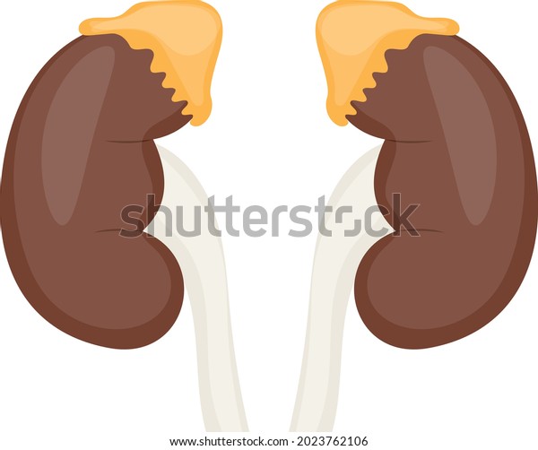 Glándulas Adrenales y Riñones Concepto Vector: vector de stock (libre ...