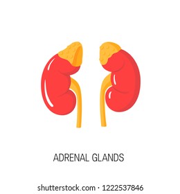 Glándulas adrenales. Diagrama vectorial en estilo: vector de stock ...