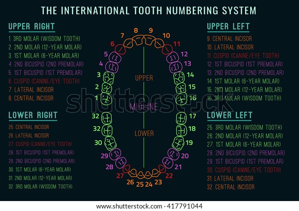 Adult international tooth chart. Vector illustration. Editable image in ...