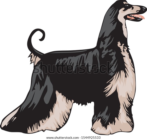 Afghan Hound Ilustration Standing Profile Stock Vector (Royalty Free ...