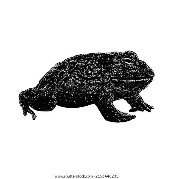 African Bullfrog Hand Drawing Vector Illustration: เวกเตอร์สต็อก (ปลอด ...