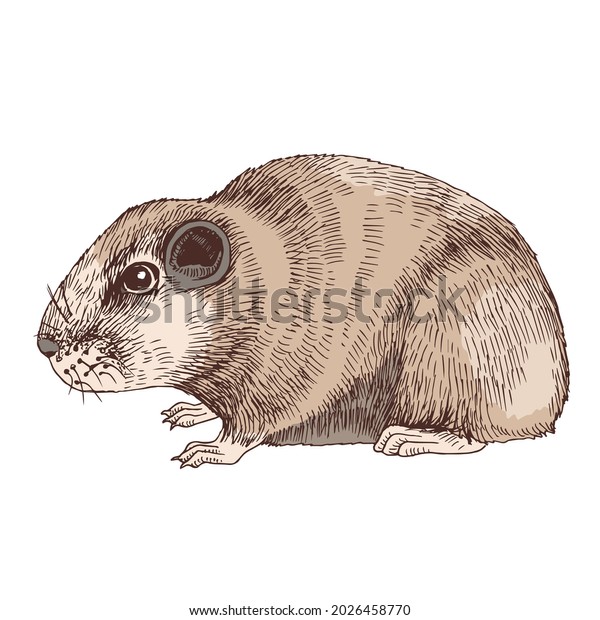 African Common Gundi Hand Drawn Sketch Stock Vector (Royalty Free ...