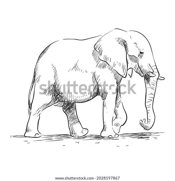African Elephant Out Line Drawing Stock Vector (Royalty Free ...