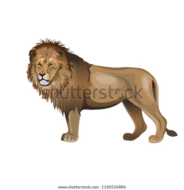 African Lion Standing Side View Vector 스톡 벡터(로열티 프리) 1160526886 ...
