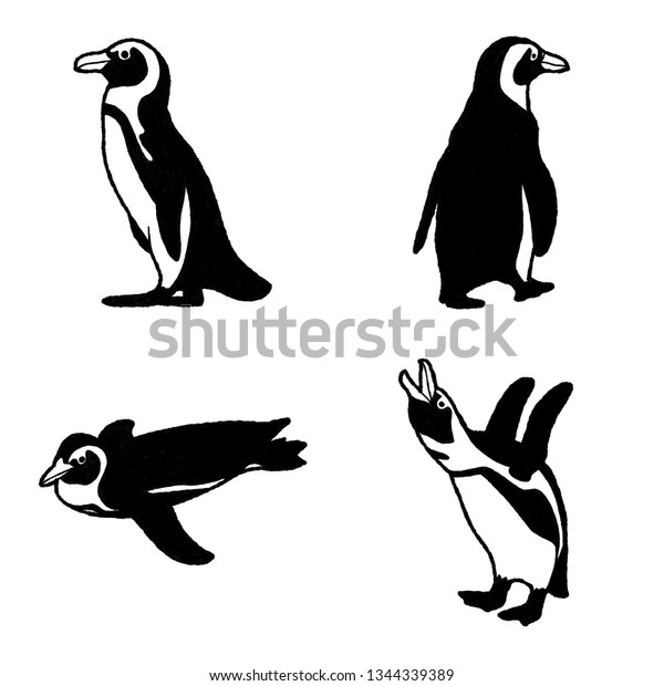 African Penguin Vector Illustration Hand Drawn Stock Vector (Royalty ...