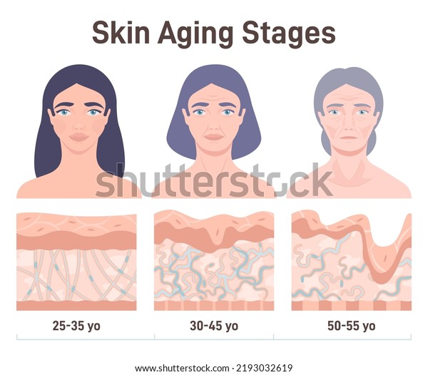 Aging Process Face Skin Structure Changes: เวกเตอร์สต็อก (ปลอดค่า ...