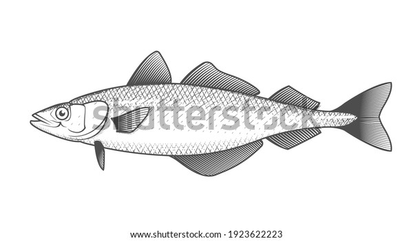 Alaska Pollack Sketch Hand Drawn Fish Stock Vector (Royalty Free ...