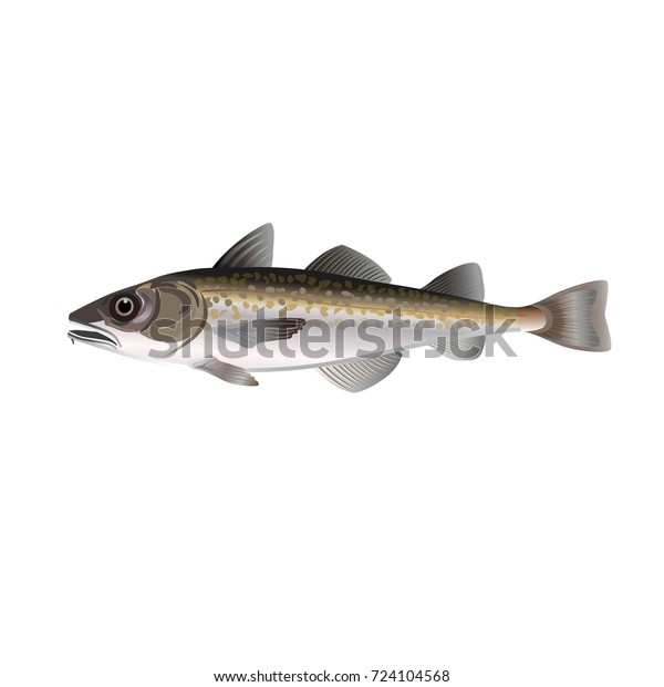 Alaska Pollock Vector Illustration On White Stock Vector (Royalty Free ...