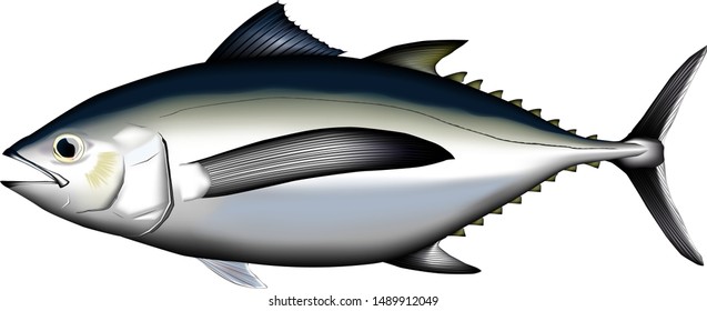 Albacore Illustration Vector Eps Format Stock Vector (Royalty Free ...