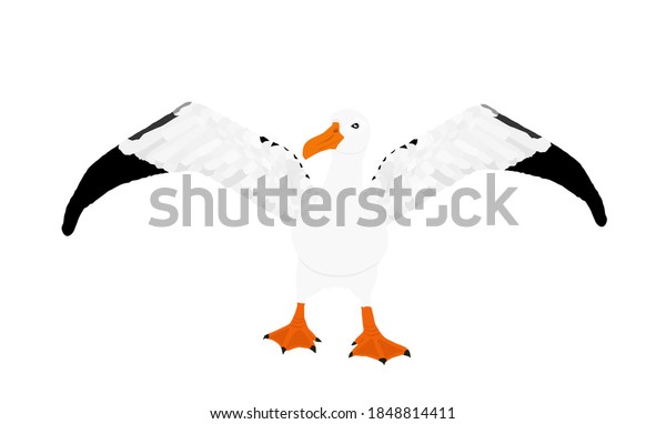 Albatross Vector Illustration Isolated On White Stock Vector (Royalty ...
