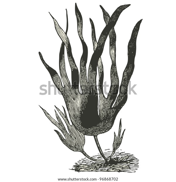 Algae Oarweed Vintage Engraved Illustration Dictionnaire Stock Vector ...