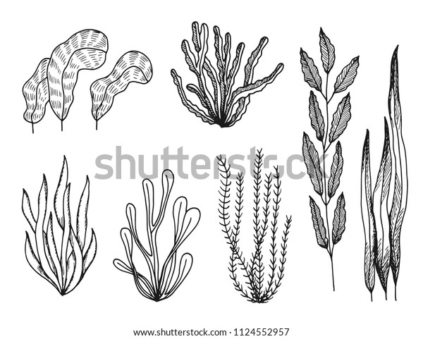 Algae Set Sketches Vector Drawings Isolated Stock Vector (Royalty Free ...