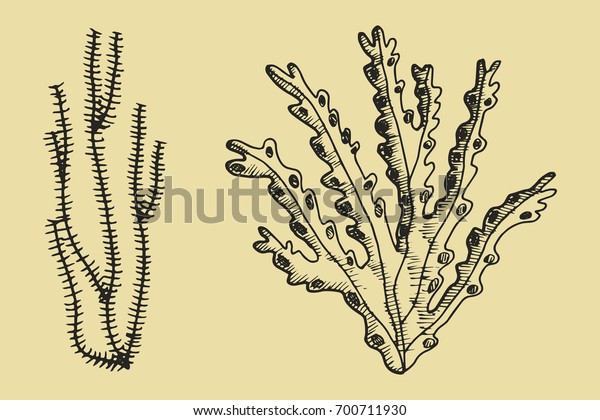 Algae Vector Sketch Hand Drawing Illustration: เวกเตอร์สต็อก (ปลอดค่า ...