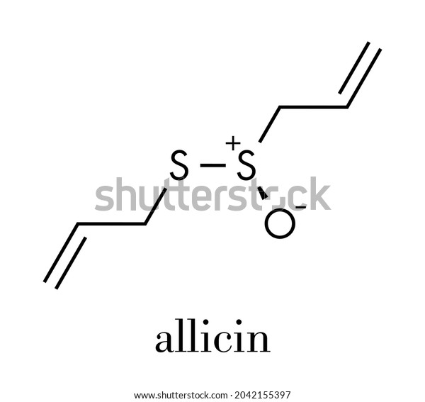 Allicin Garlic Molecule Formed Alliin By Stock Vector (Royalty Free ...