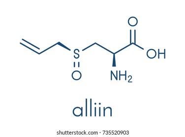 Alliin Garlic Molecule Skeletal Formula Stock Vector (Royalty Free ...