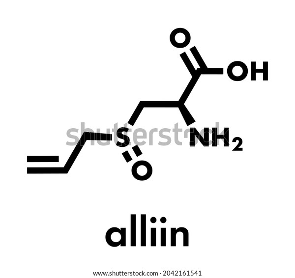 Alliin Garlic Molecule Skeletal Formula Stock Vector (Royalty Free ...