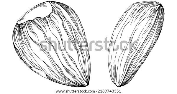 Almond Handdrawn Vector Illustration Isolated On Stock Vector (Royalty ...