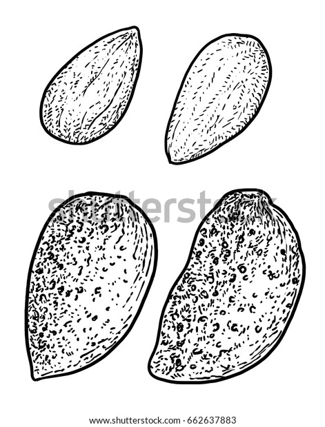 Almond Illustration Drawing Engraving Ink Line Stock Vector Royalty