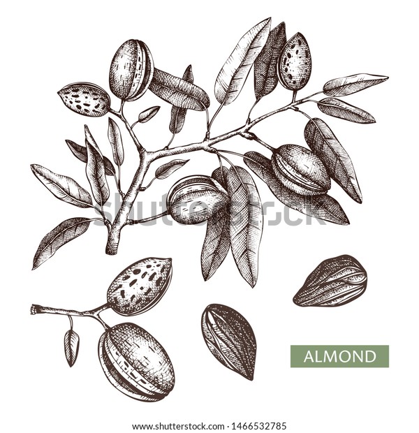 Illustrations vectorielles d'amandes. Dessin de nourriture : image ...