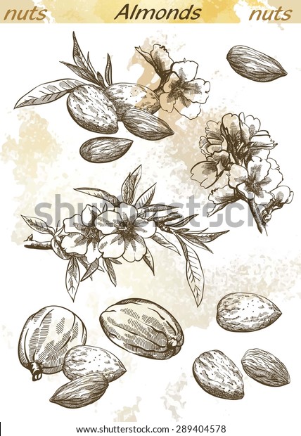 Almonds Set Vector Sketches On Abstract Stock Vector (Royalty Free ...