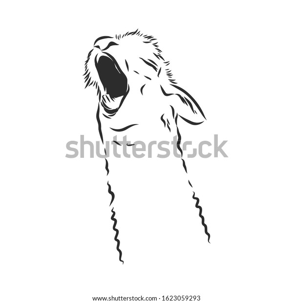 Alpaca Llama Screaming Vector Sketch Illustration Stock Vector (Royalty ...