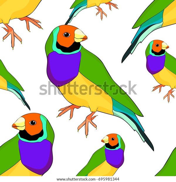 Amadin Guldova Bird Australia Vector Illustration Stock Vector (Royalty ...