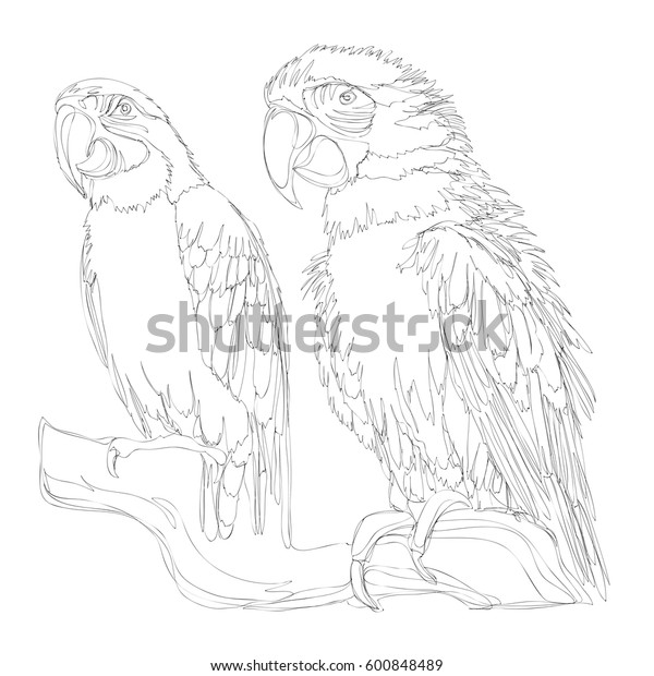 Amazing Parrots Line Art Continuous Line Stock Vector (Royalty Free ...