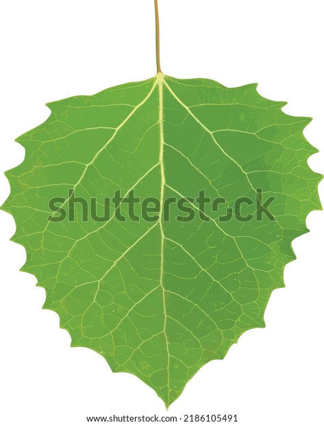 American Aspen Tree Leaf Isolated Stock Vector (Royalty Free ...
