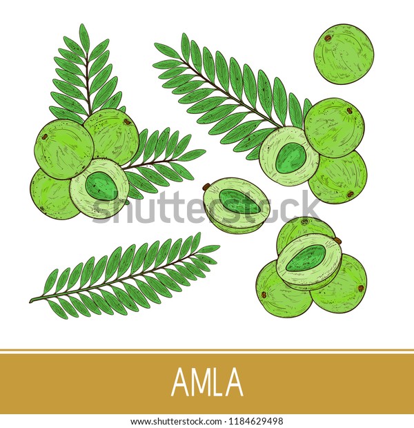 Amla Fruit Leaf Set Sketch Color Stock Vector (Royalty Free) 1184629498