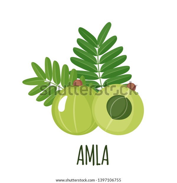 Amla Icon Flat Style Isolated On Stock Vector (Royalty Free) 1397106755