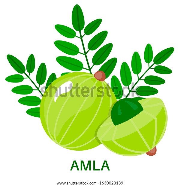 Amla Icon Flat Style Isolated On Stock Vector (Royalty Free) 1630023139 ...
