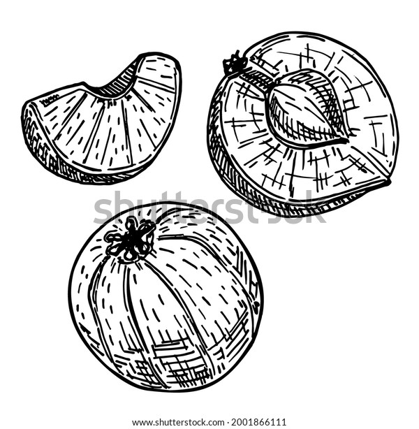 Amla Isolated Sketch Vector Illustration Phyllanthus Stock Vector ...