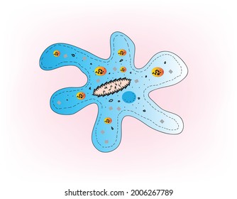 Amoeba Amoeboid Microscopic Cell Unicellular Organism Stock Vector ...