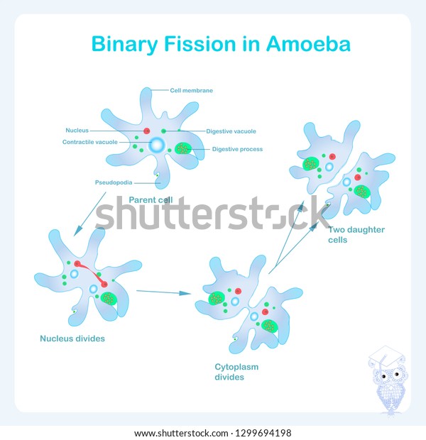 Amoeba Reproduction Scheme Binary Fission Reproduction Stock Vector ...