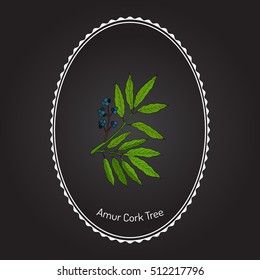 Amur Cork Tree Phellodendron Amurense Chinese Stock Vector (Royalty ...