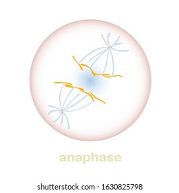 Anaphase Part Mitosis Cell Cycle Scheme Stock Vector (Royalty Free ...