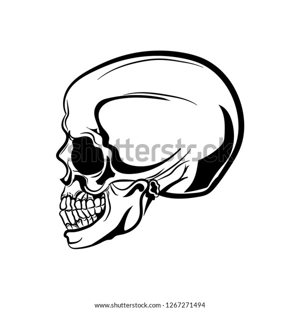 Anatomic Skull Vector Art Detailed Handdrawn Stock Vector (Royalty Free ...