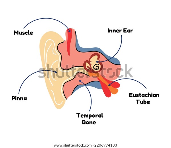 Anatomical Diagram Ear Flat Line Vector Stock Vector (Royalty Free ...