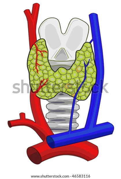 Anatomical Diagram Human Thyroid Gland Stock Vector (Royalty Free ...