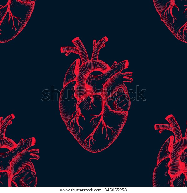 Anatomical Heart Vector Vintage Style Detailed Stock Vector (Royalty ...