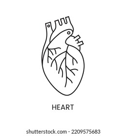 Anatomical Human Heart Linear Icon Vector Stock Vector (Royalty Free ...