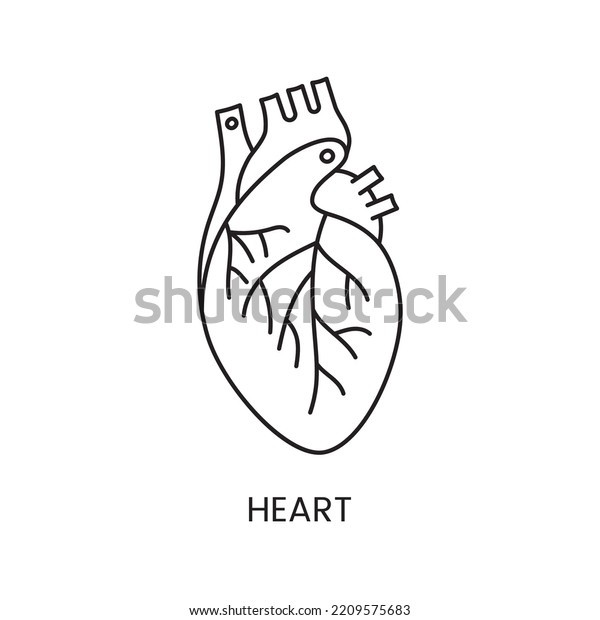 Anatomical Human Heart Linear Icon Vector Stock Vector (Royalty Free ...