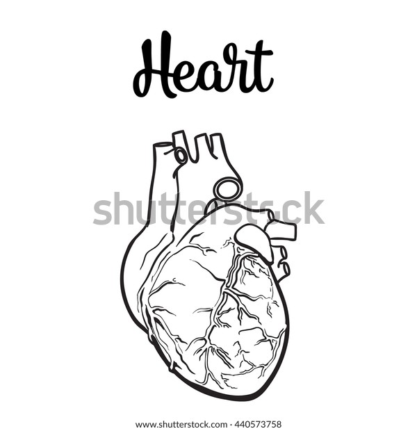 Anatomical Human Heart Vector Sketch Handdrawn Stock Vector (Royalty ...
